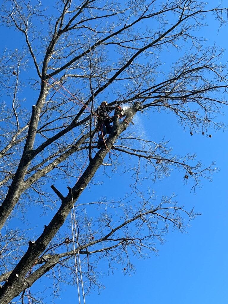 Allen's Tree Service